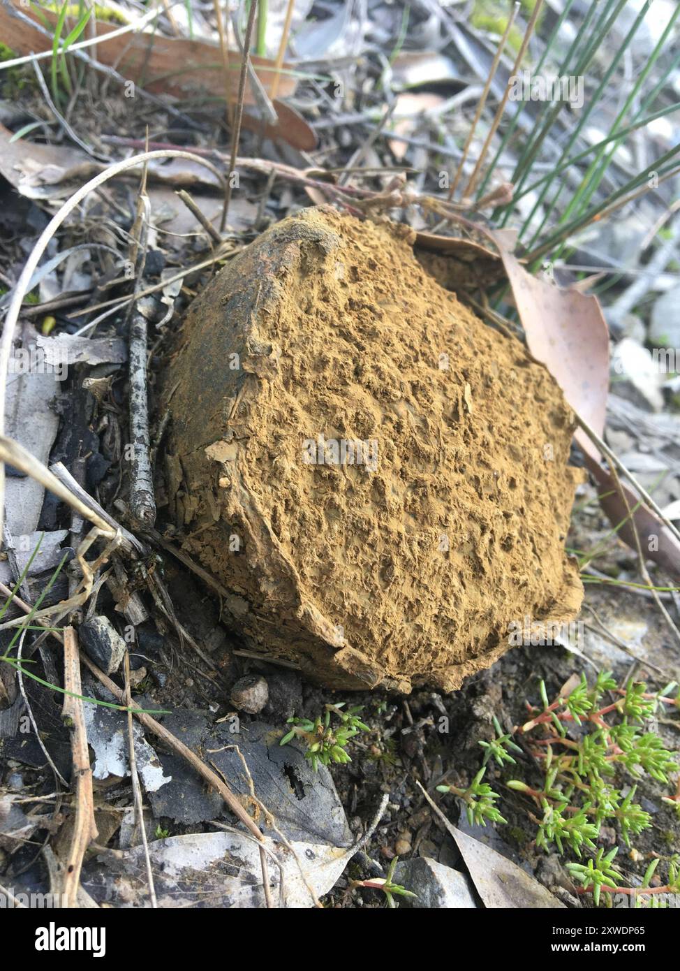 Dyeball (Pisolithus arhizus) Fungi Stock Photo - Alamy