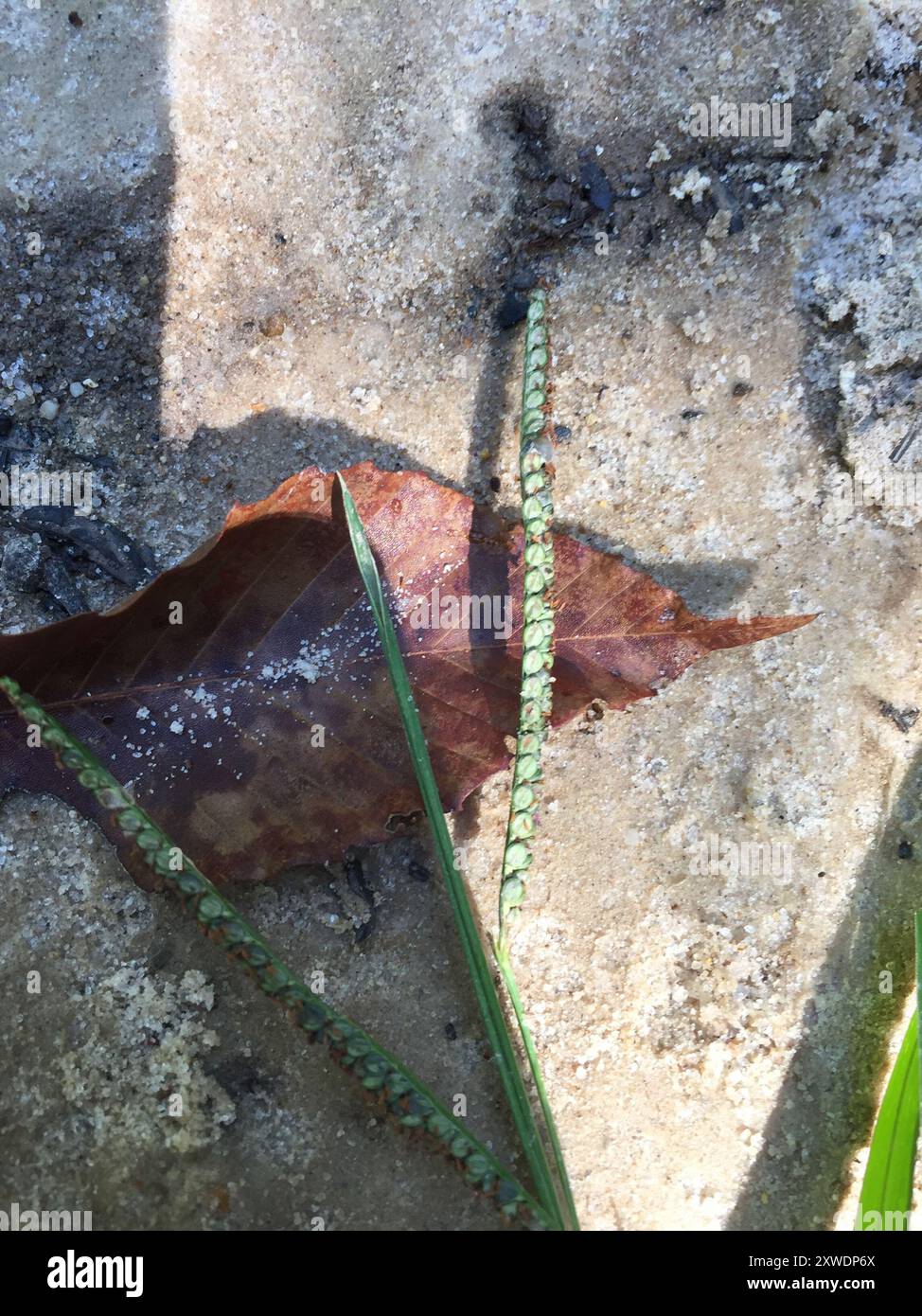 bull crowngrass (Paspalum boscianum) Plantae Stock Photo - Alamy