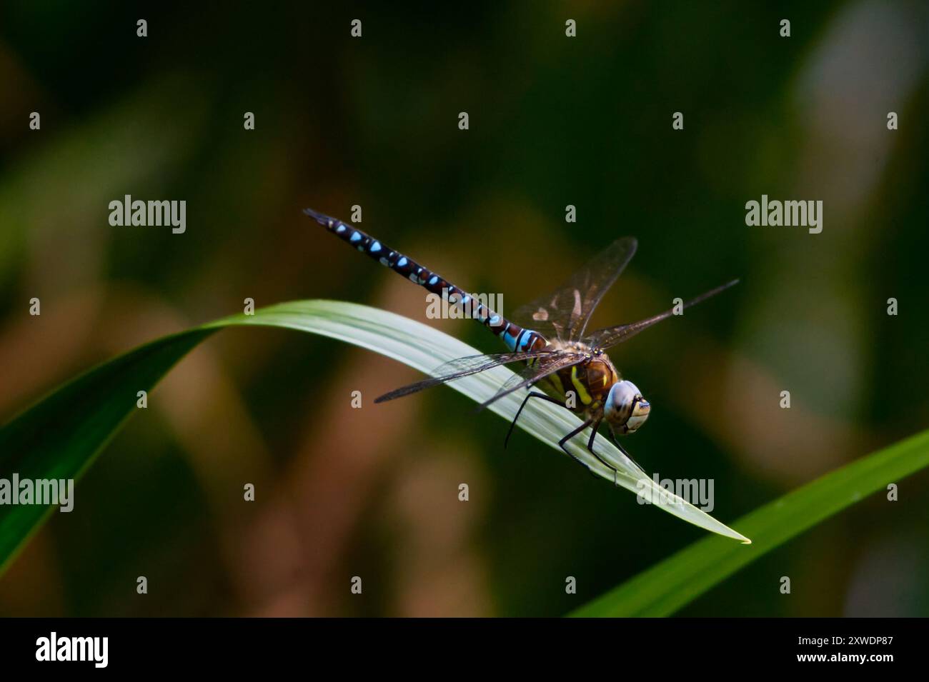 dragonfly resting on a reed leaf Stock Photo - Alamy