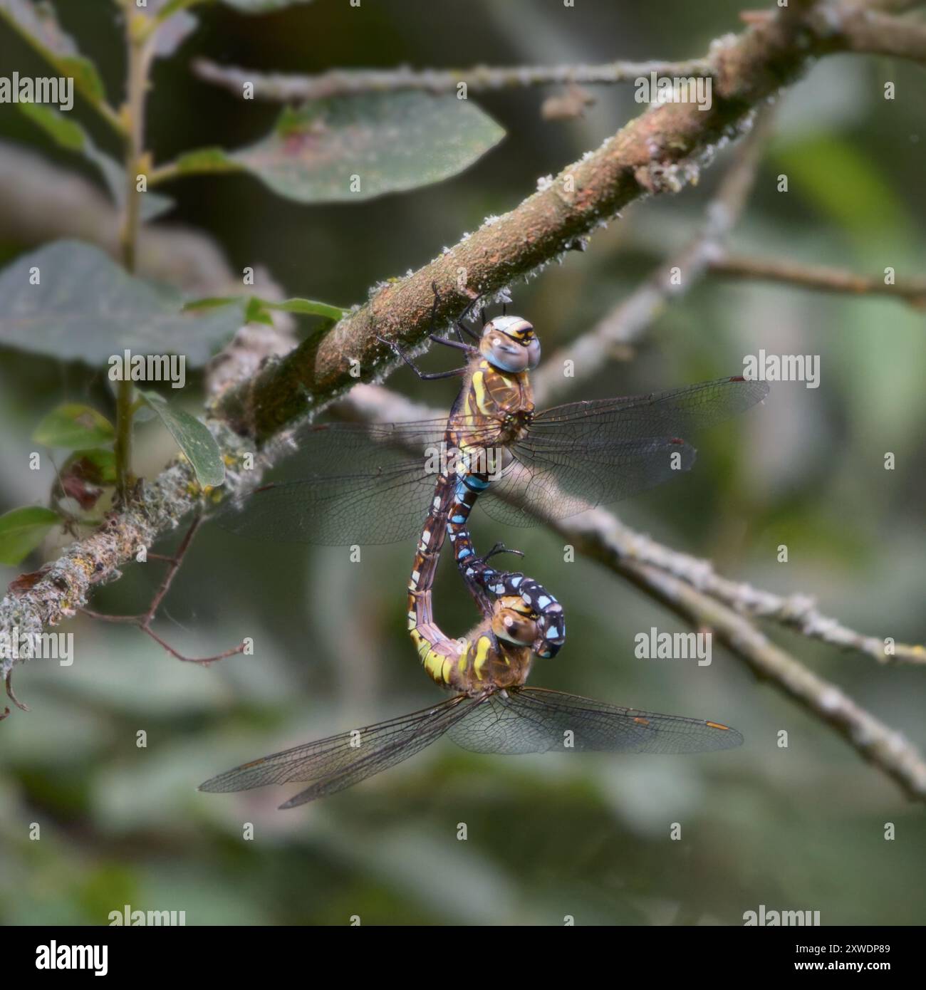 Dragonflies are predatory insects hi-res stock photography and images ...