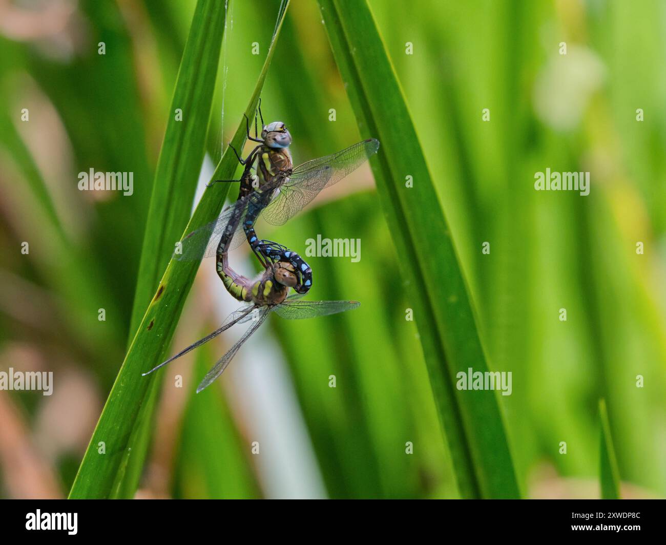 Dragonflies odonata mating on hi-res stock photography and images - Alamy