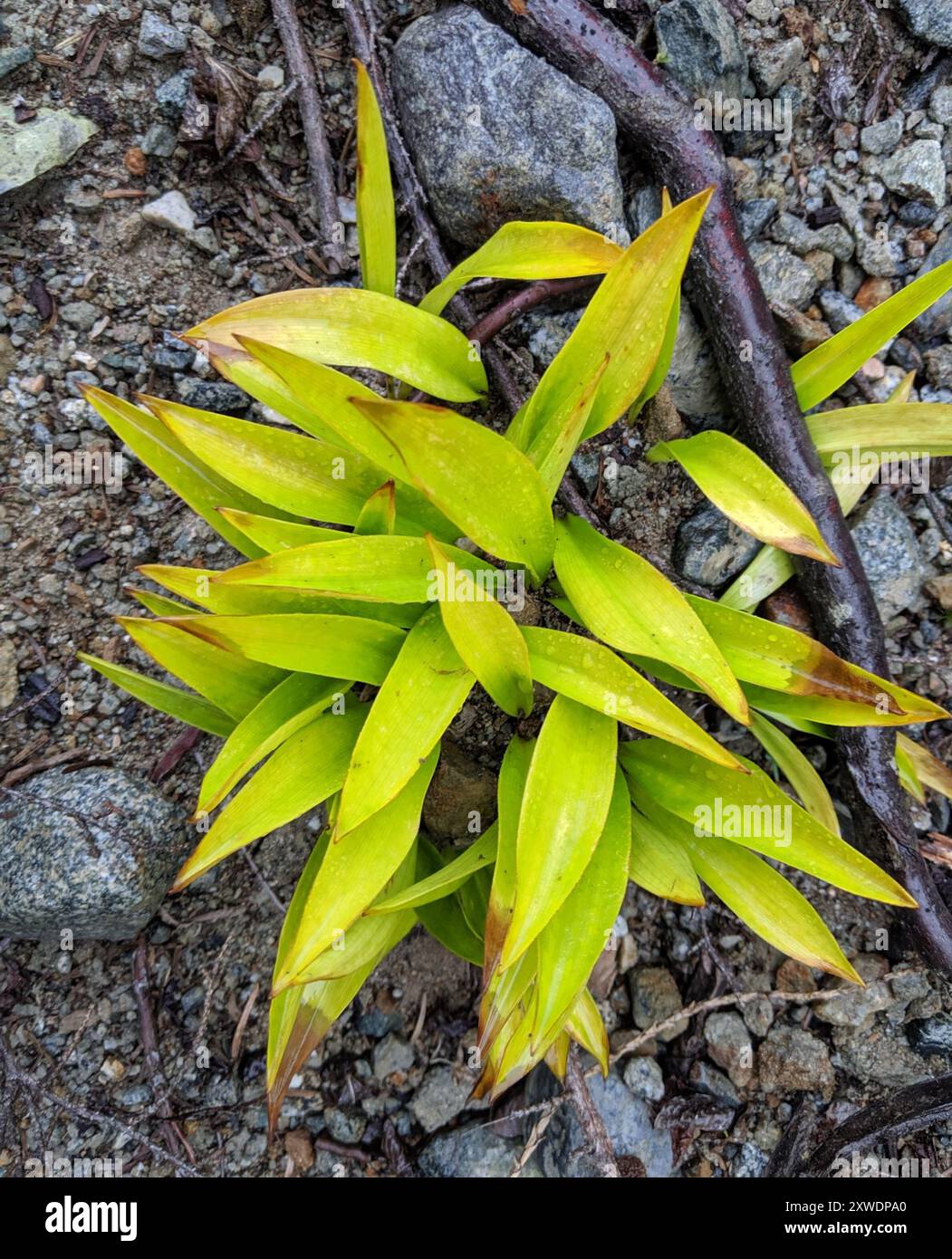 vascular plants (Tracheophyta) Plantae Stock Photo - Alamy