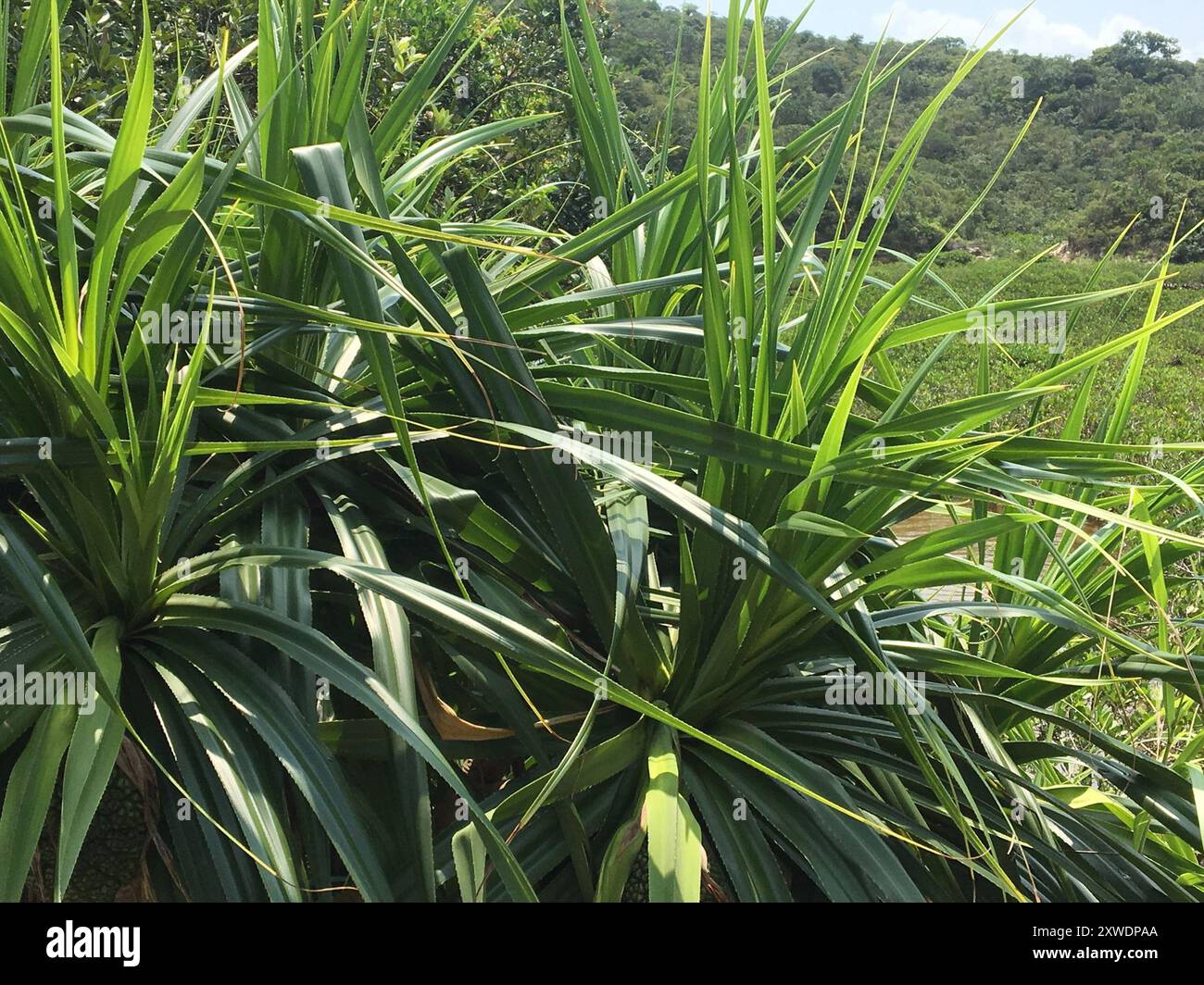 thatch screwpine (Pandanus tectorius) Plantae Stock Photo - Alamy