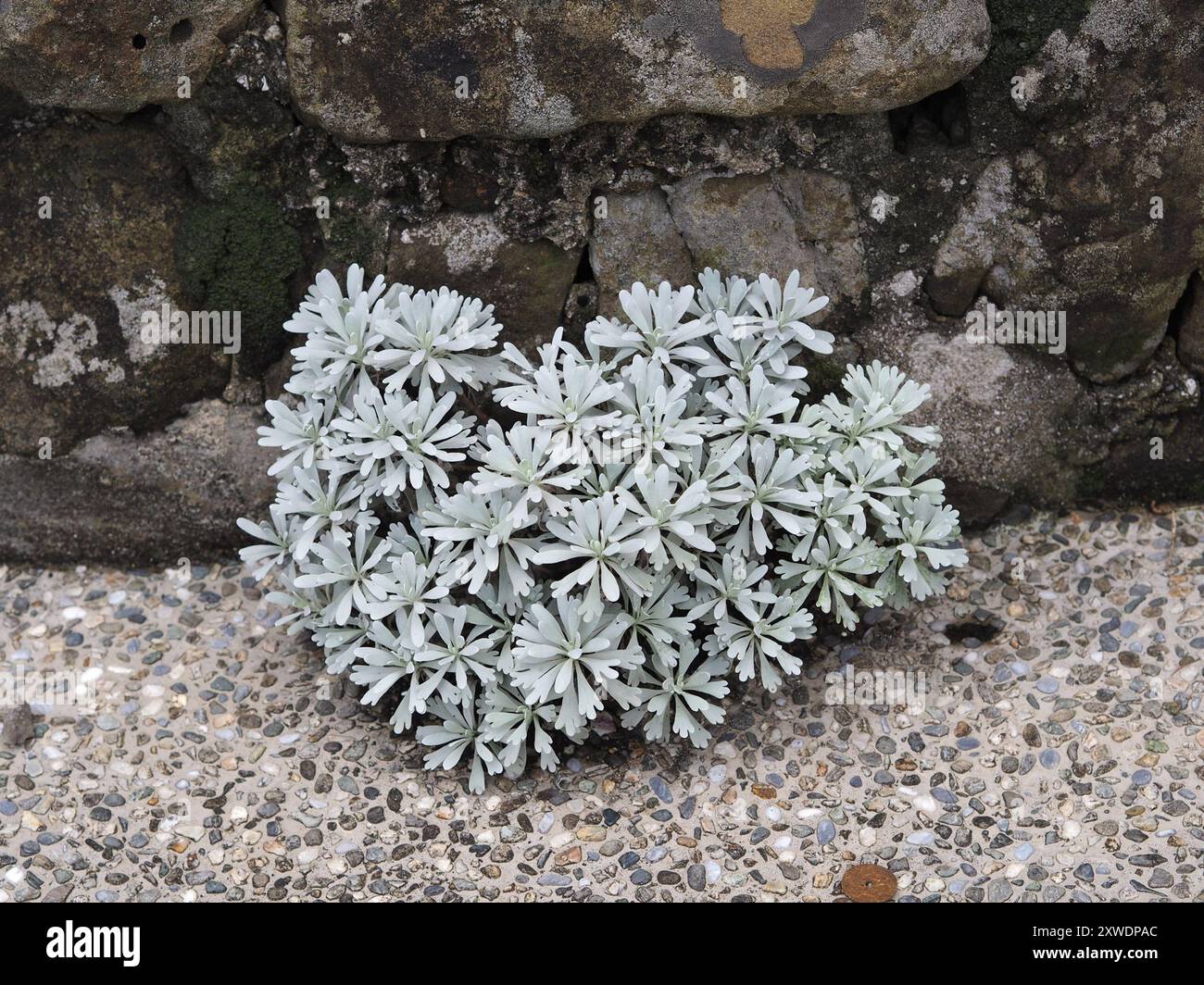 Crossostephium hi-res stock photography and images - Alamy