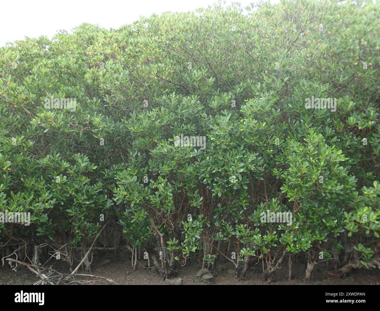 (Kandelia obovata) Plantae Stock Photo - Alamy
