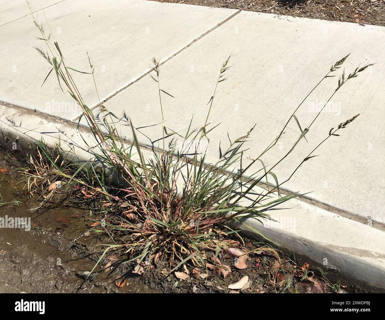 grasses (Poaceae) Plantae Stock Photo - Alamy