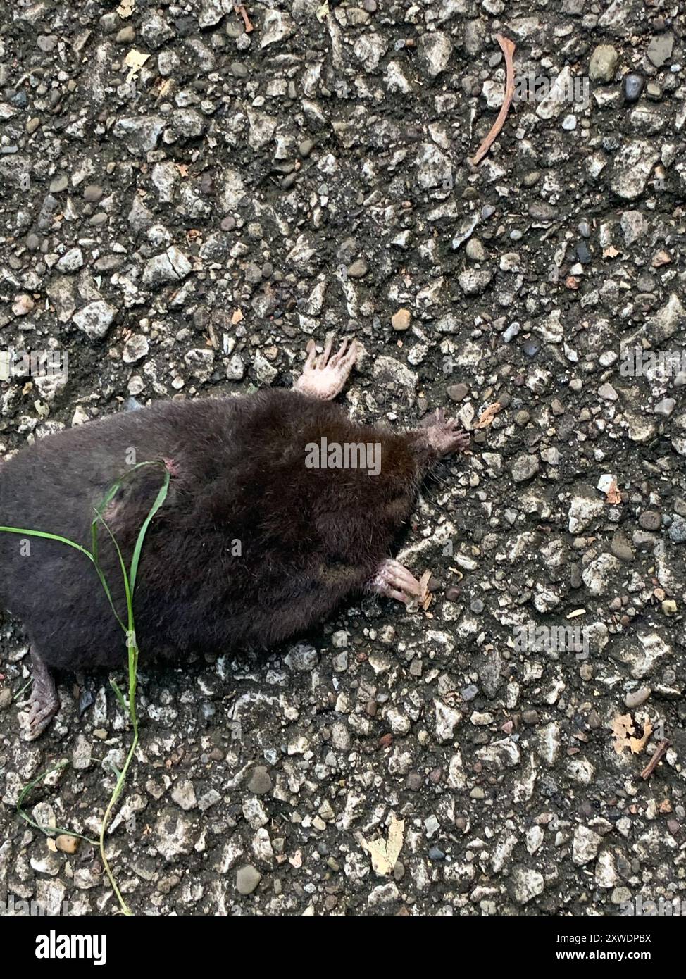 Star-nosed Mole (Condylura cristata) Mammalia Stock Photo - Alamy
