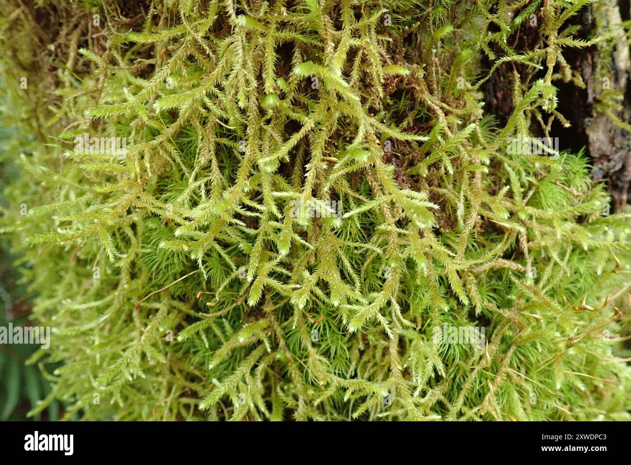 Pendulous Wing-moss (Antitrichia curtipendula) Plantae Stock Photo - Alamy