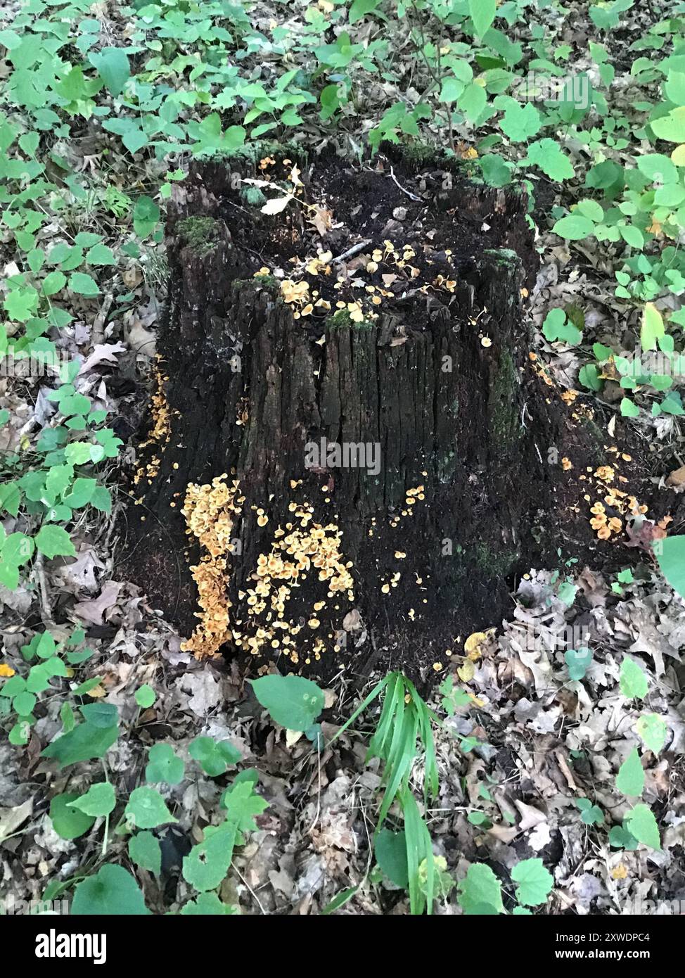 Cross-veined Troop Mushroom (Xeromphalina kauffmanii) Fungi Stock Photo ...