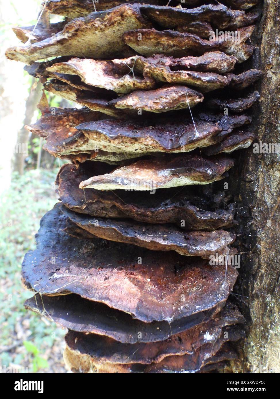 Northern Tooth (Climacodon septentrionalis) Fungi Stock Photo - Alamy