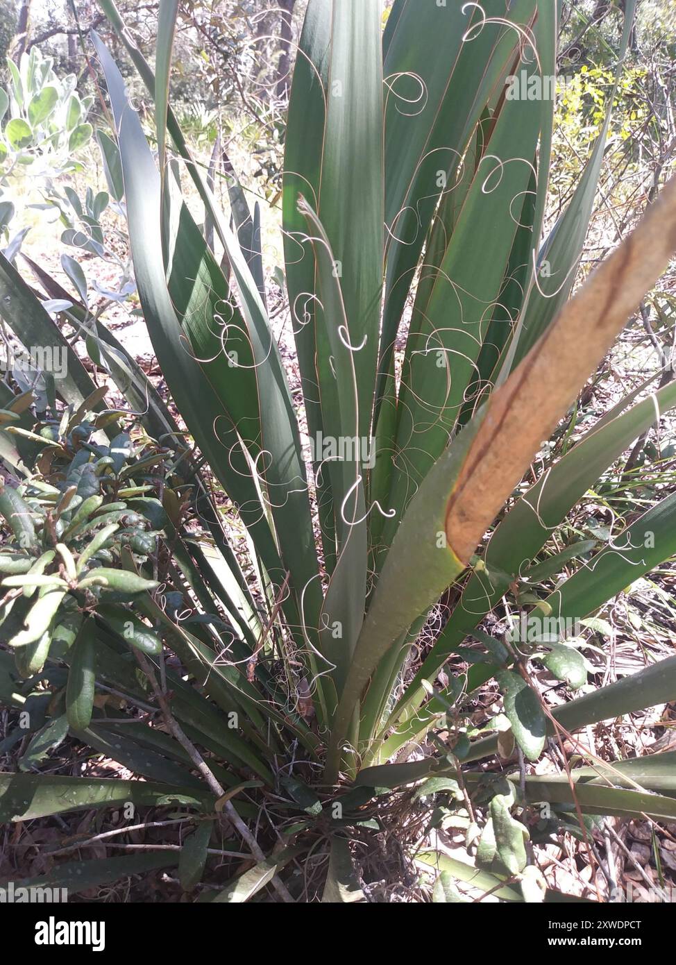 common yucca (Yucca filamentosa) Plantae Stock Photo - Alamy