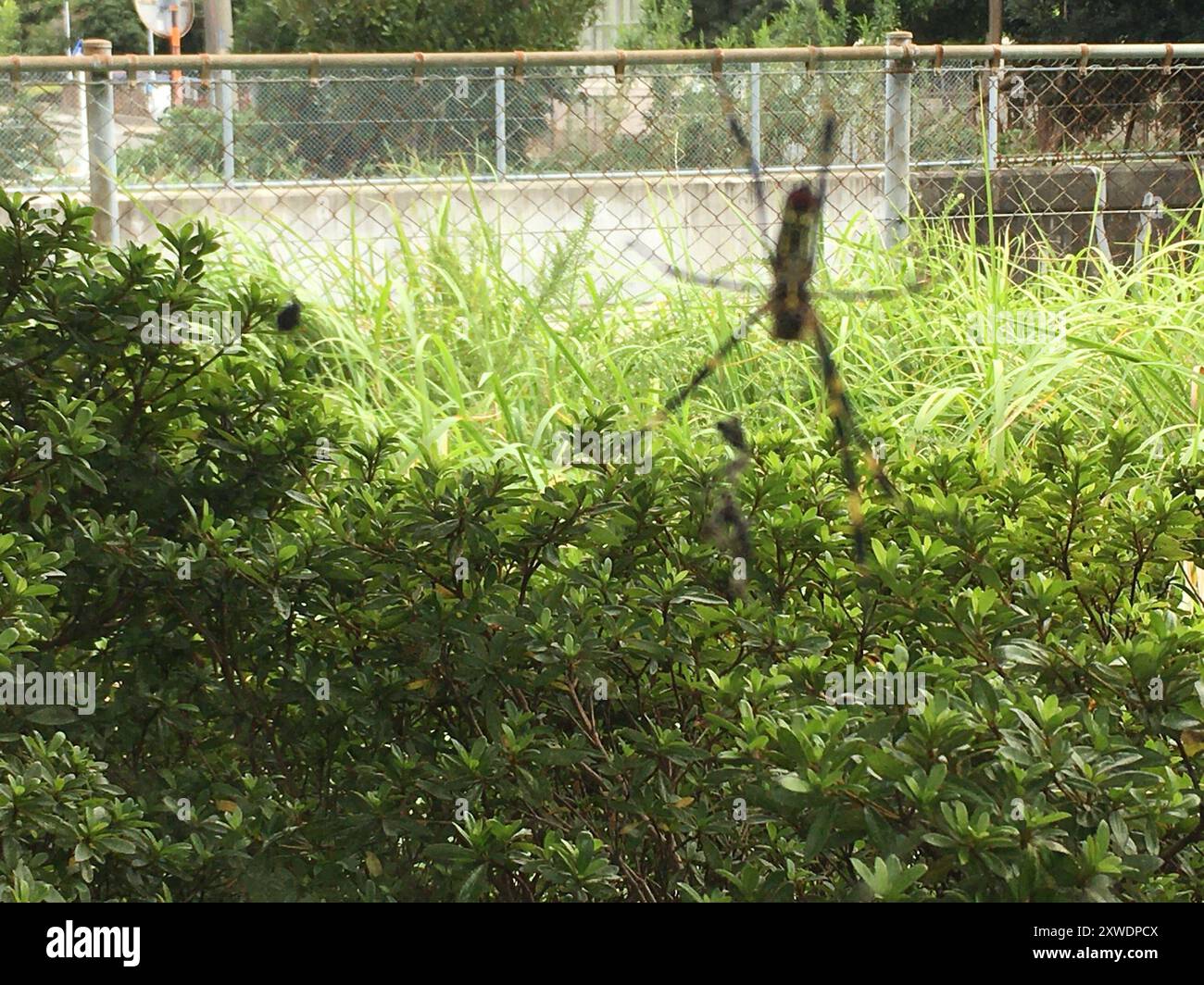 Joro Spider (Trichonephila clavata) Arachnida Stock Photo - Alamy