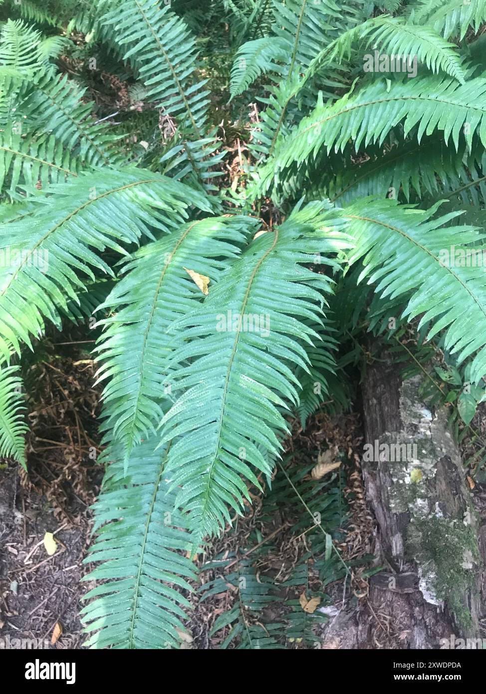western sword fern (Polystichum munitum) Plantae Stock Photo - Alamy