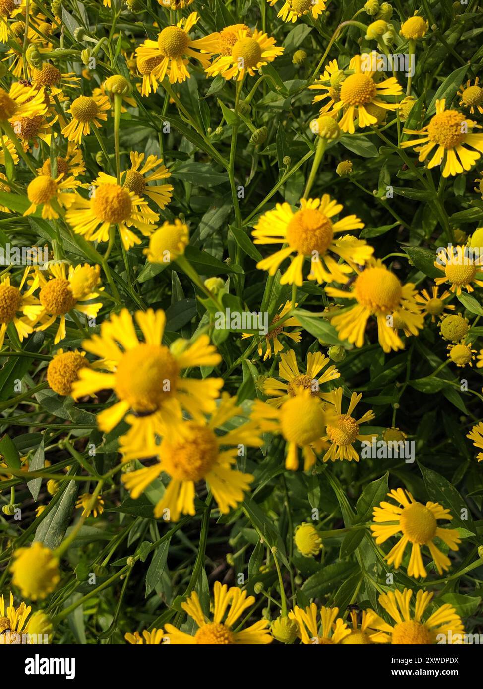 common sneezeweed (Helenium autumnale) Plantae Stock Photo - Alamy