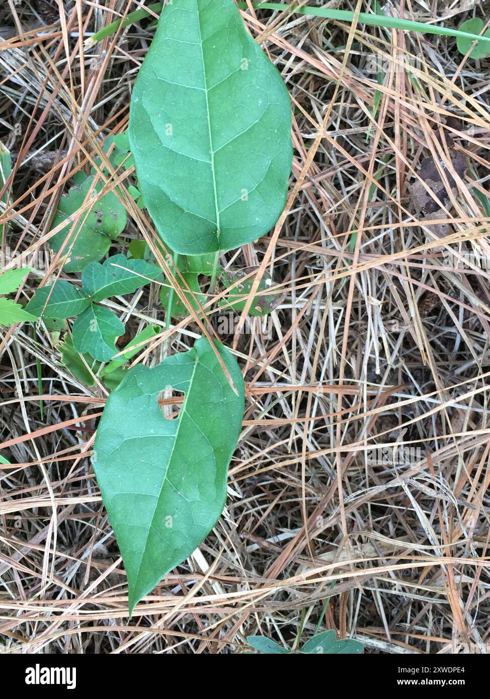 cross vine (Bignonia capreolata) Plantae Stock Photo - Alamy
