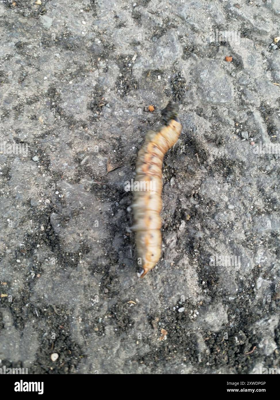 Shark Moth (Cucullia umbratica) Insecta Stock Photo - Alamy
