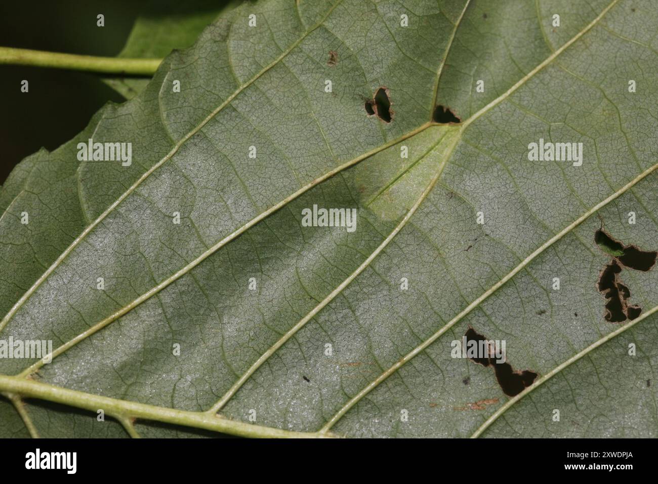 Common Alder Midget (Phyllonorycter rajella) Insecta Stock Photo - Alamy