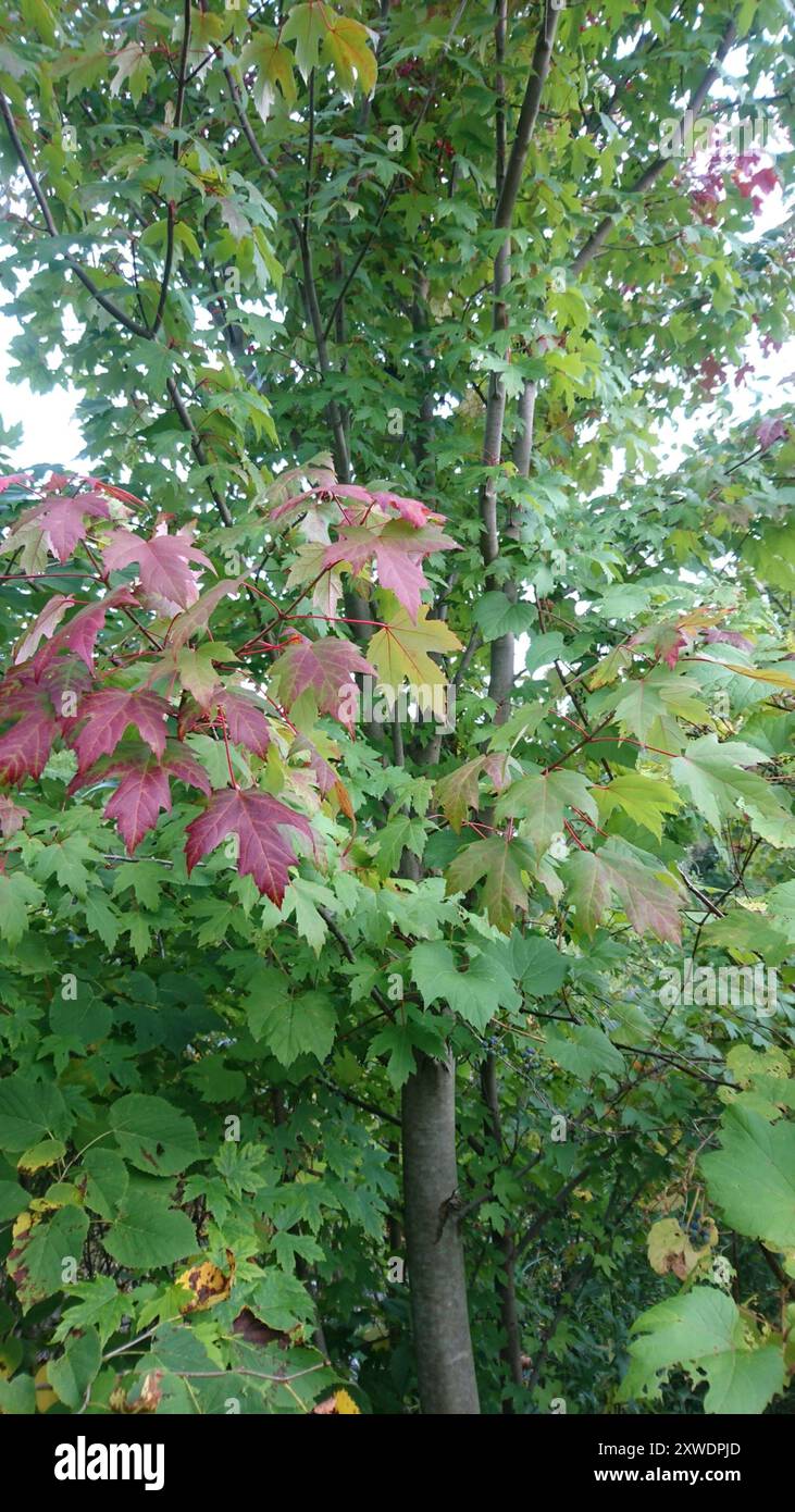 Freeman's Maple (Acer × freemanii) Plantae Stock Photo - Alamy