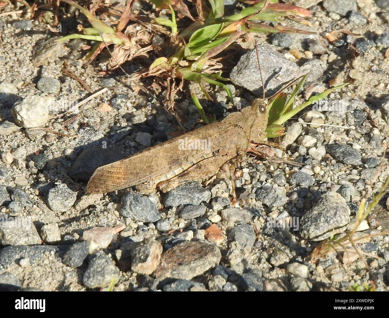 Carolina Grasshopper (Dissosteira carolina) Insecta Stock Photo - Alamy