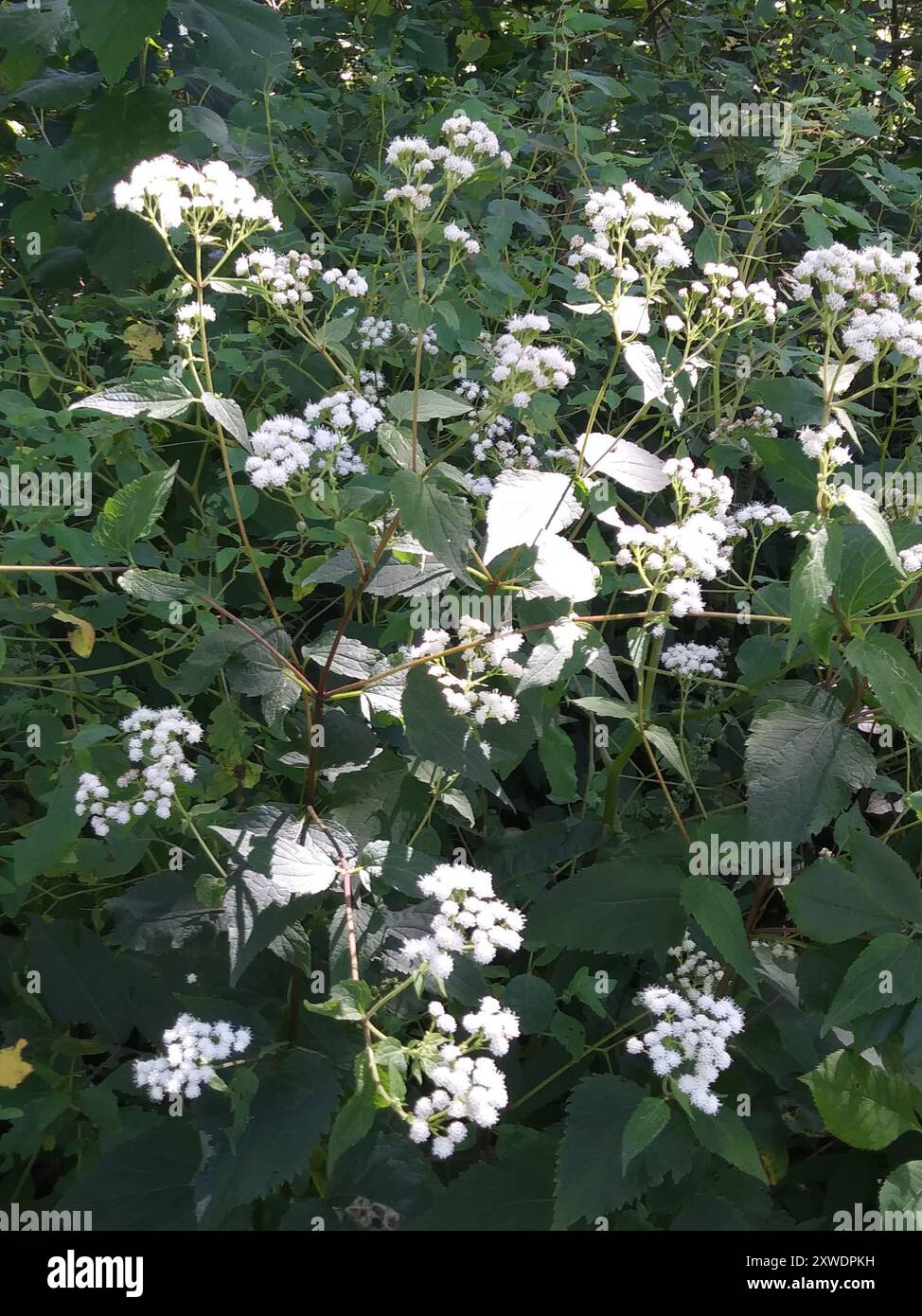 white snakeroot (Ageratina altissima) Plantae Stock Photo - Alamy