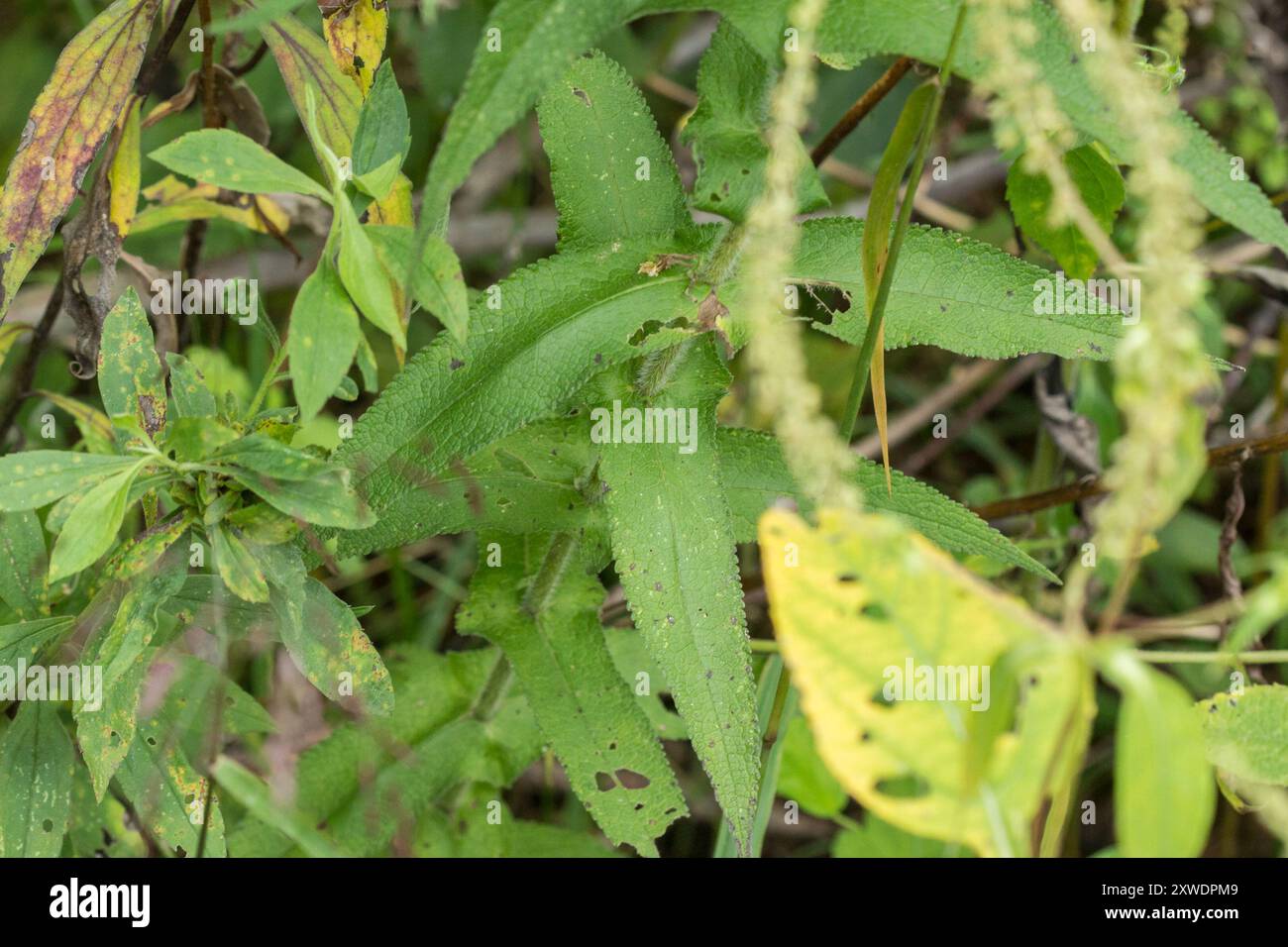 common boneset (Eupatorium perfoliatum) Plantae Stock Photo - Alamy