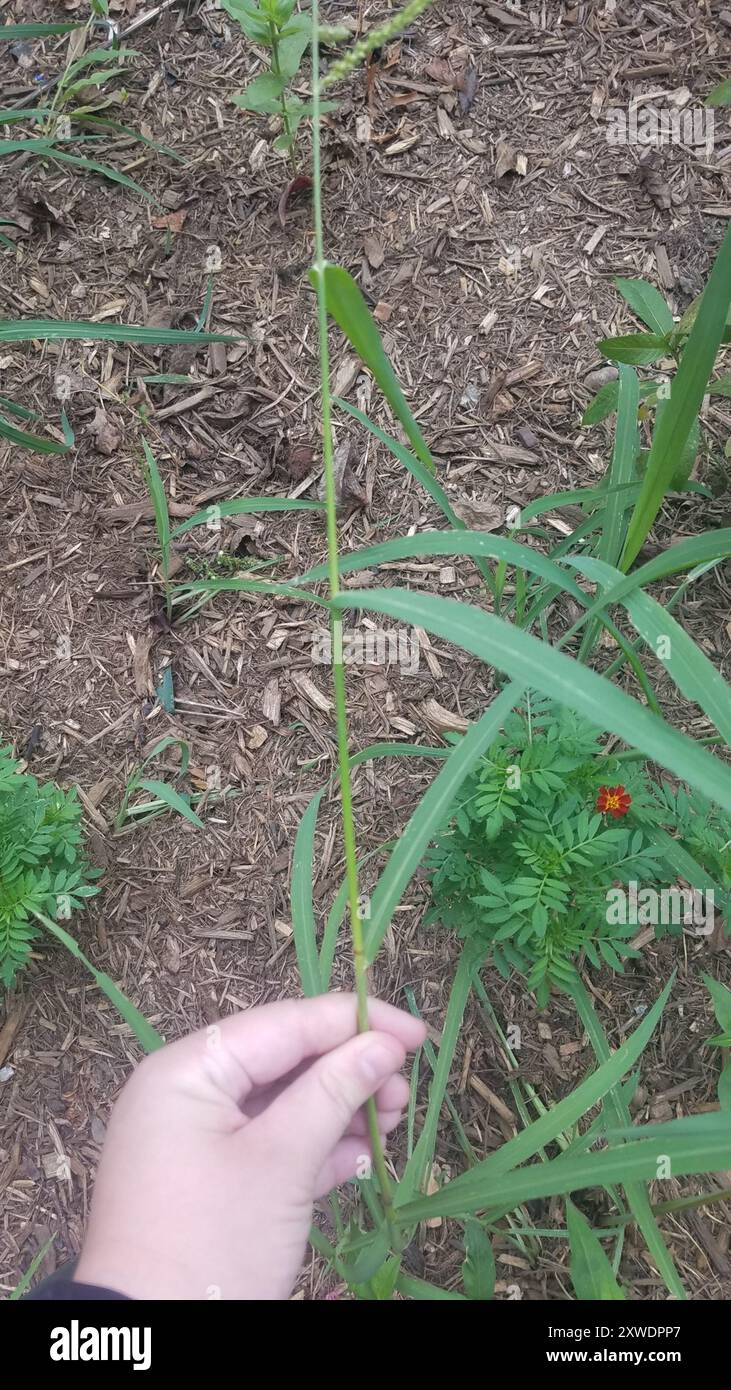 Barnyard Grasses (Echinochloa) Plantae Stock Photo - Alamy