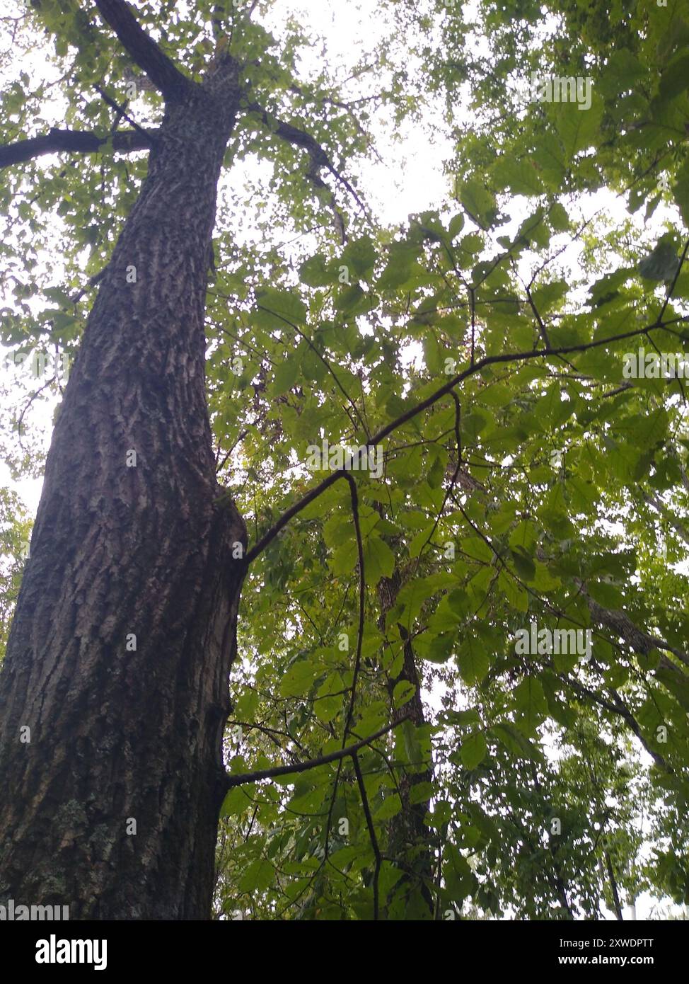 chestnut oak (Quercus montana) Plantae Stock Photo - Alamy