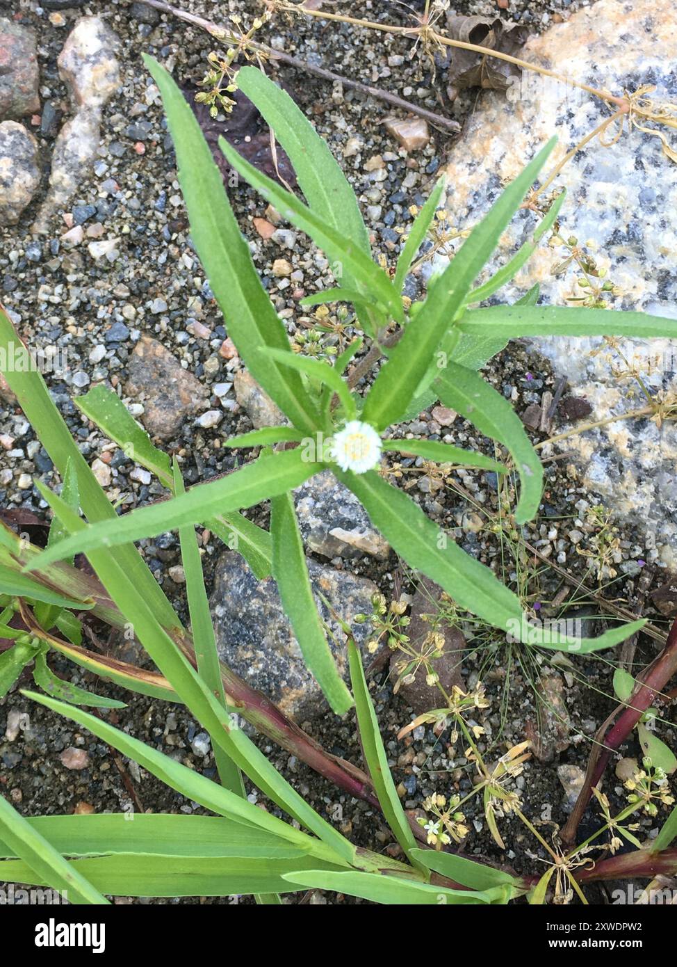 false daisy (Eclipta prostrata) Plantae Stock Photo - Alamy