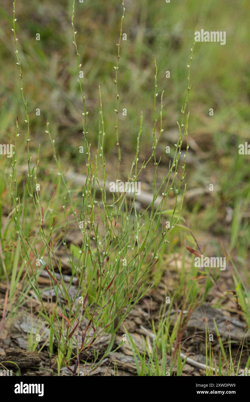 Slender Knotweed (Polygonum tenue) Plantae Stock Photo - Alamy