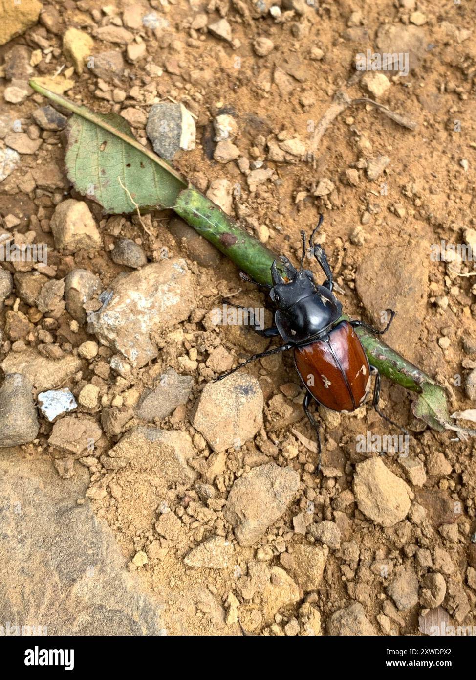 Neolucanus hi-res stock photography and images - Alamy