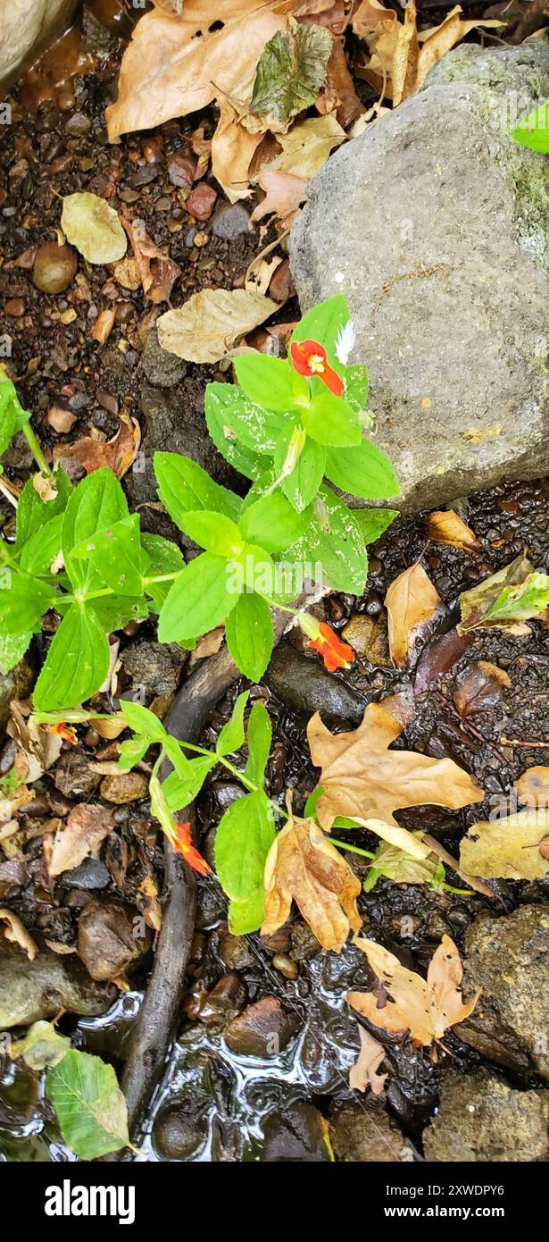 scarlet monkeyflower (Erythranthe cardinalis) Plantae Stock Photo - Alamy