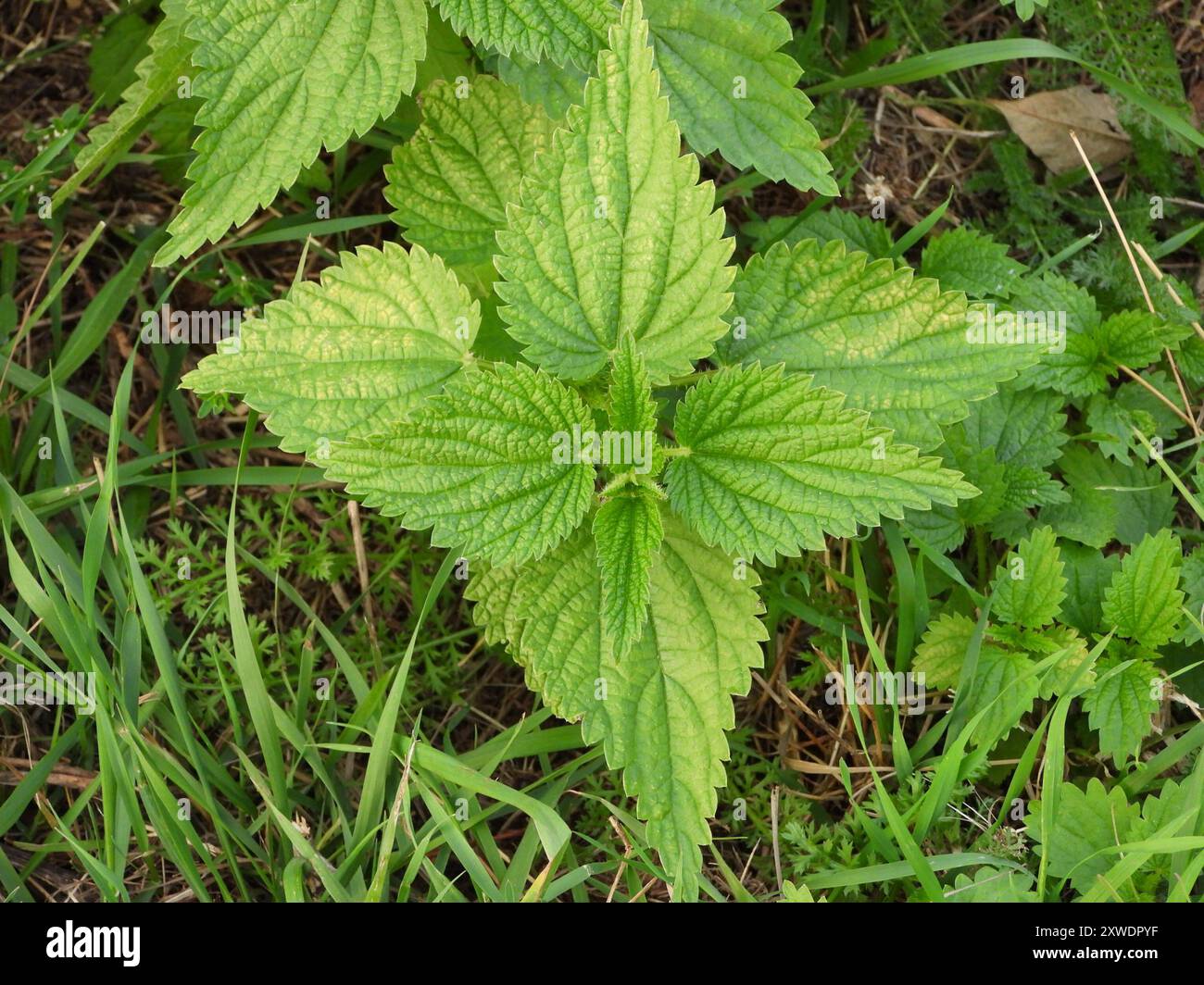 great stinging nettle (Urtica dioica) Plantae Stock Photo - Alamy