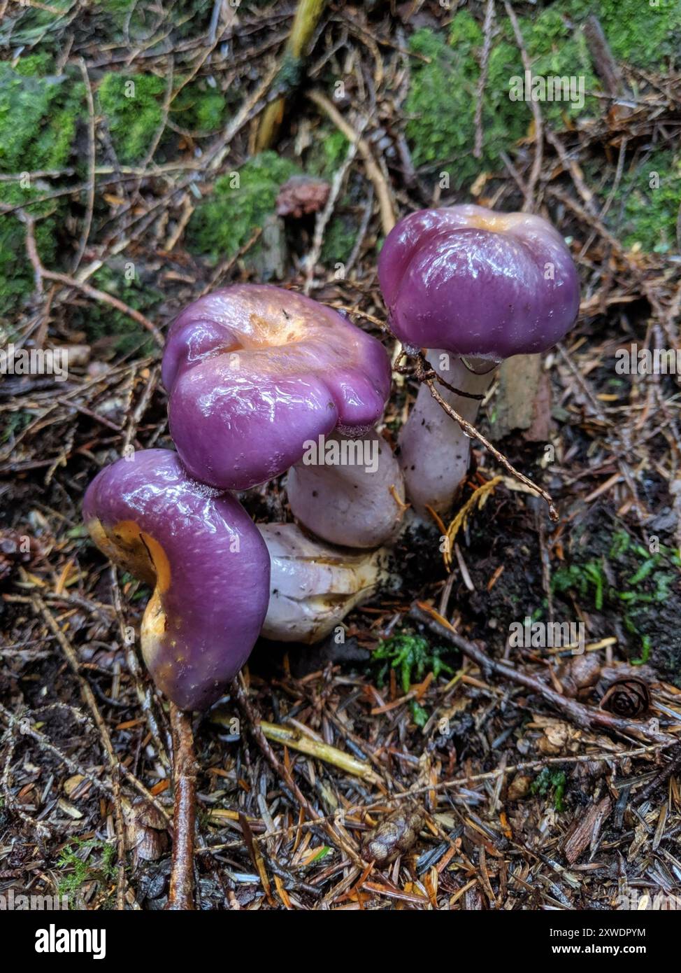 Webcaps (Cortinarius) Fungi Stock Photo - Alamy