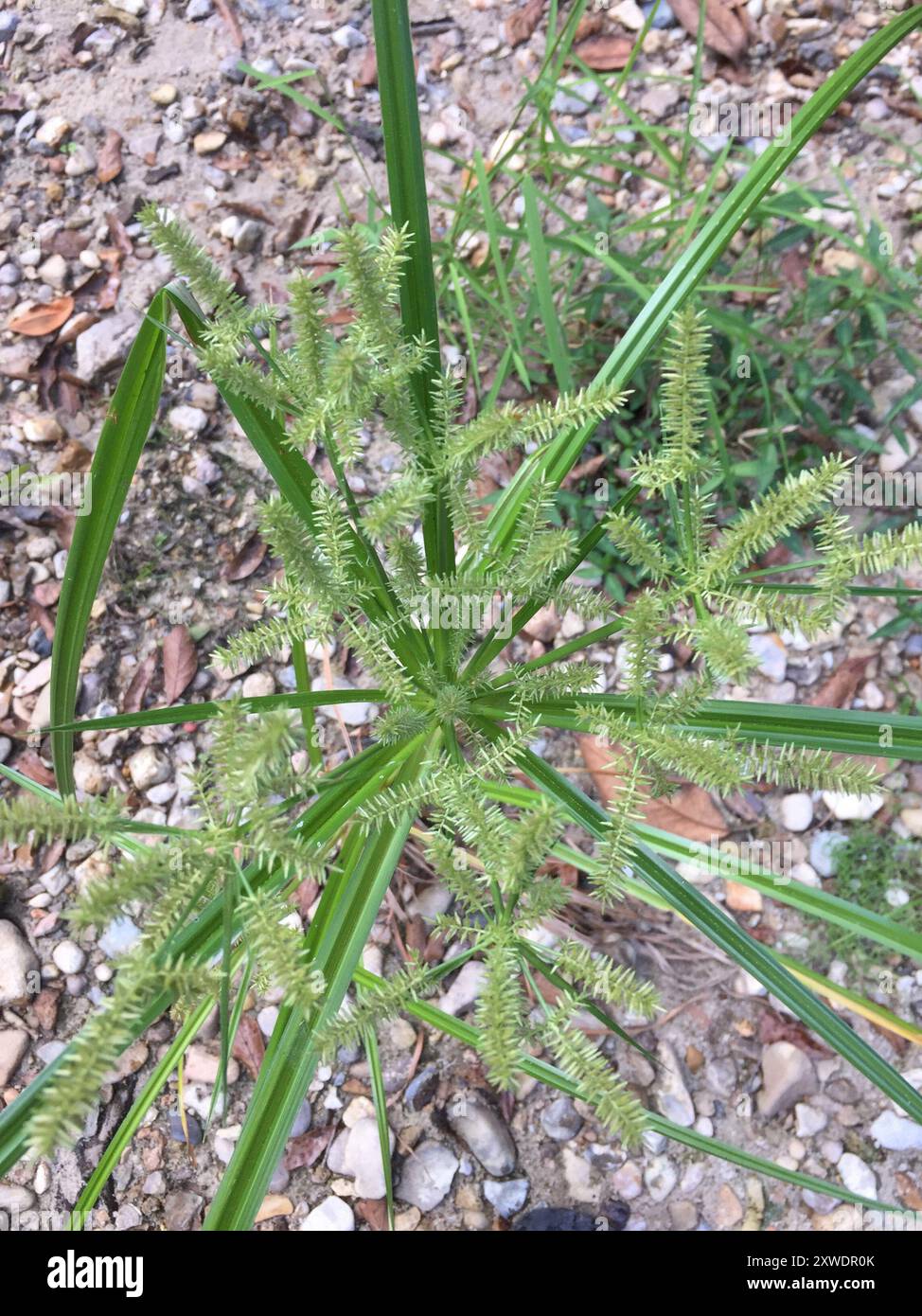 redroot flatsedge (Cyperus erythrorhizos) Plantae Stock Photo - Alamy