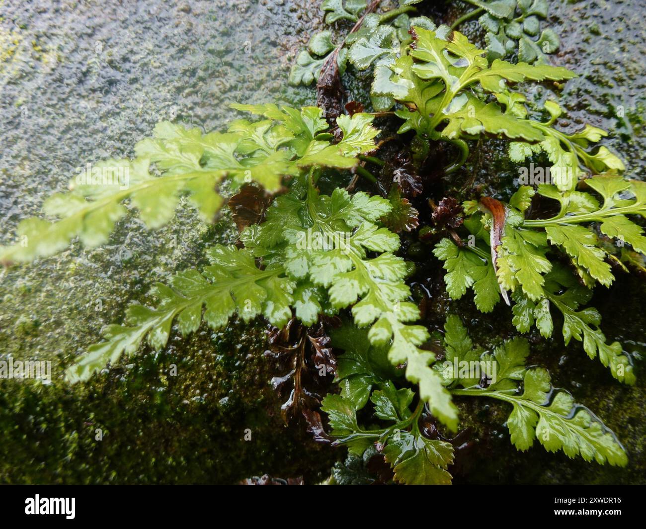 black spleenwort (Asplenium adiantum-nigrum) Plantae Stock Photo - Alamy