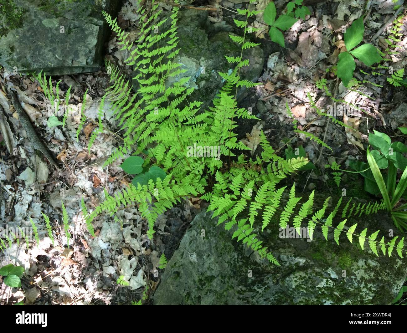bulblet fern (Cystopteris bulbifera) Plantae Stock Photo - Alamy