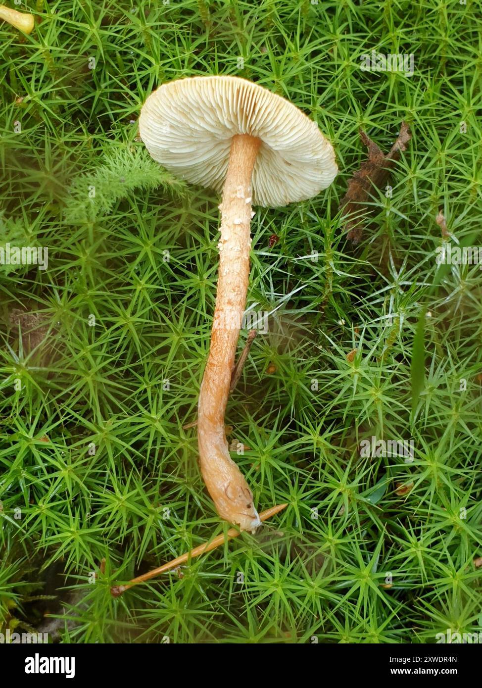 Powdercaps (Cystoderma) Fungi Stock Photo - Alamy