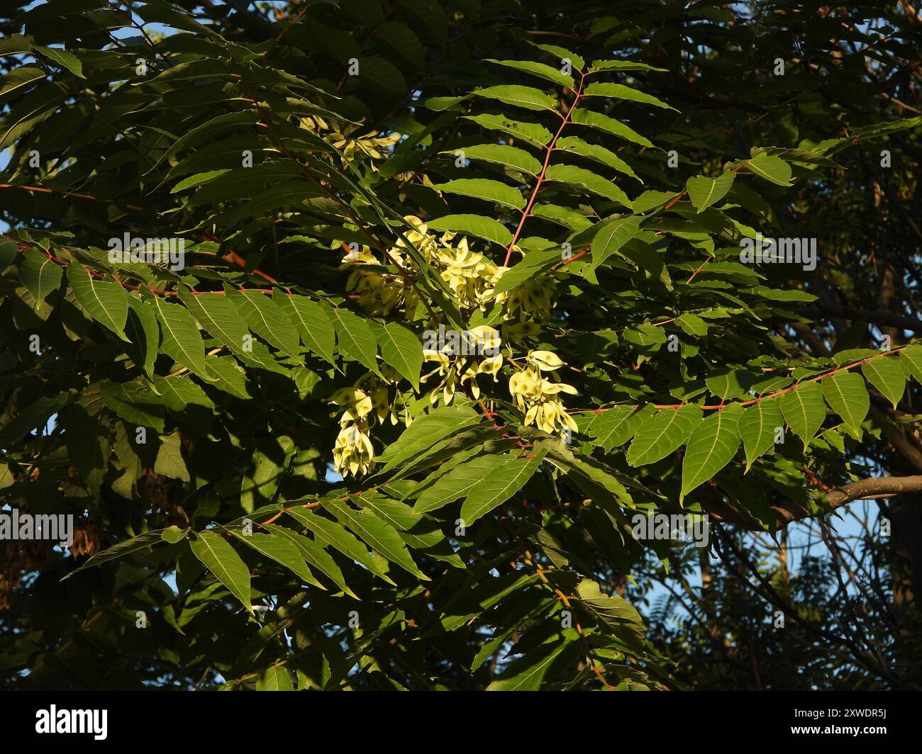 tree-of-heaven (Ailanthus altissima) Plantae Stock Photo - Alamy