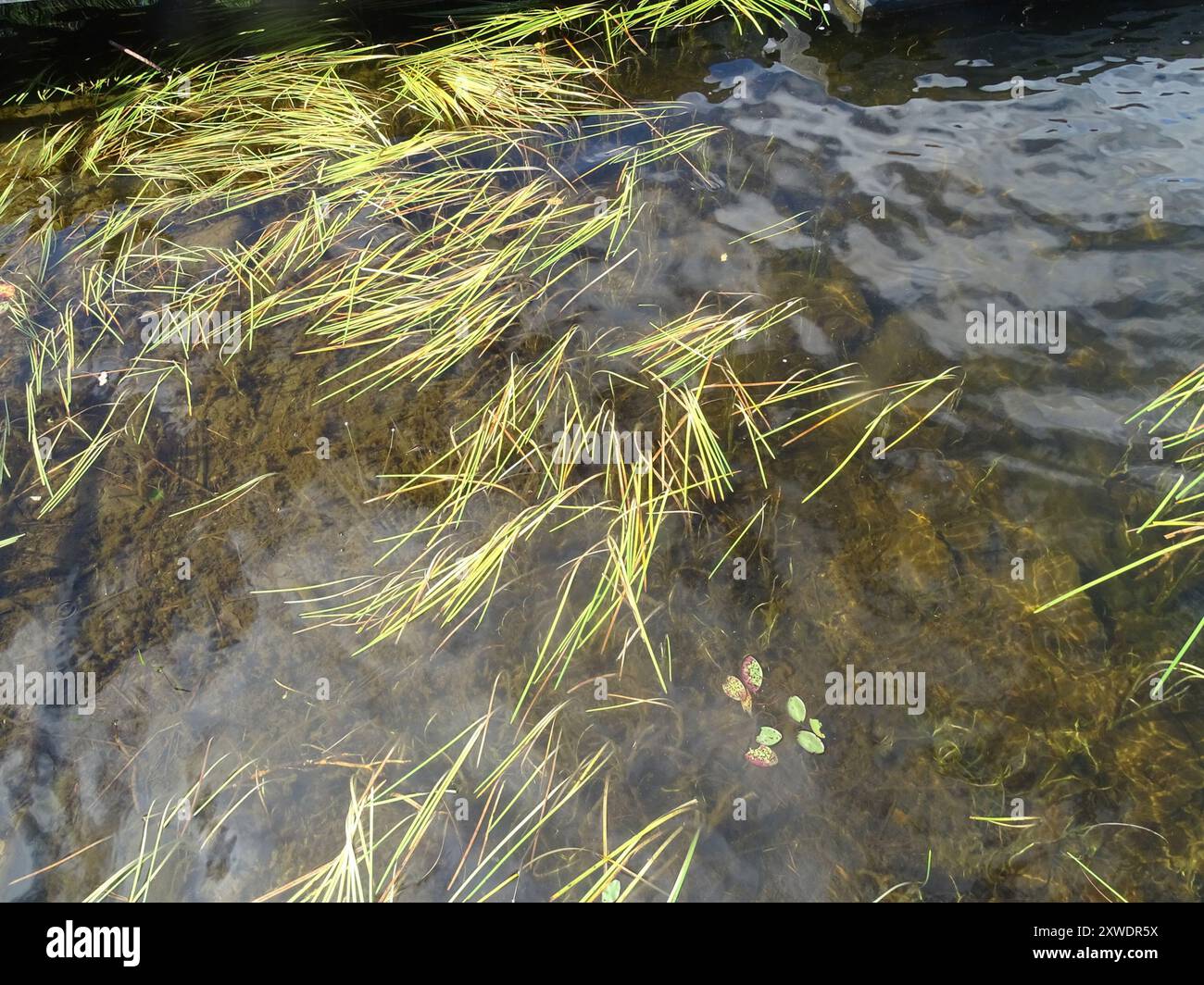 Floating Bur-reed (Sparganium fluctuans) Plantae Stock Photo - Alamy