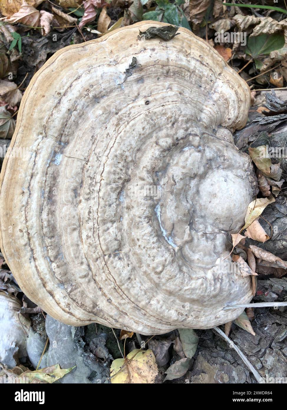 Hoof Fungus (Fomes fomentarius) Fungi Stock Photo - Alamy
