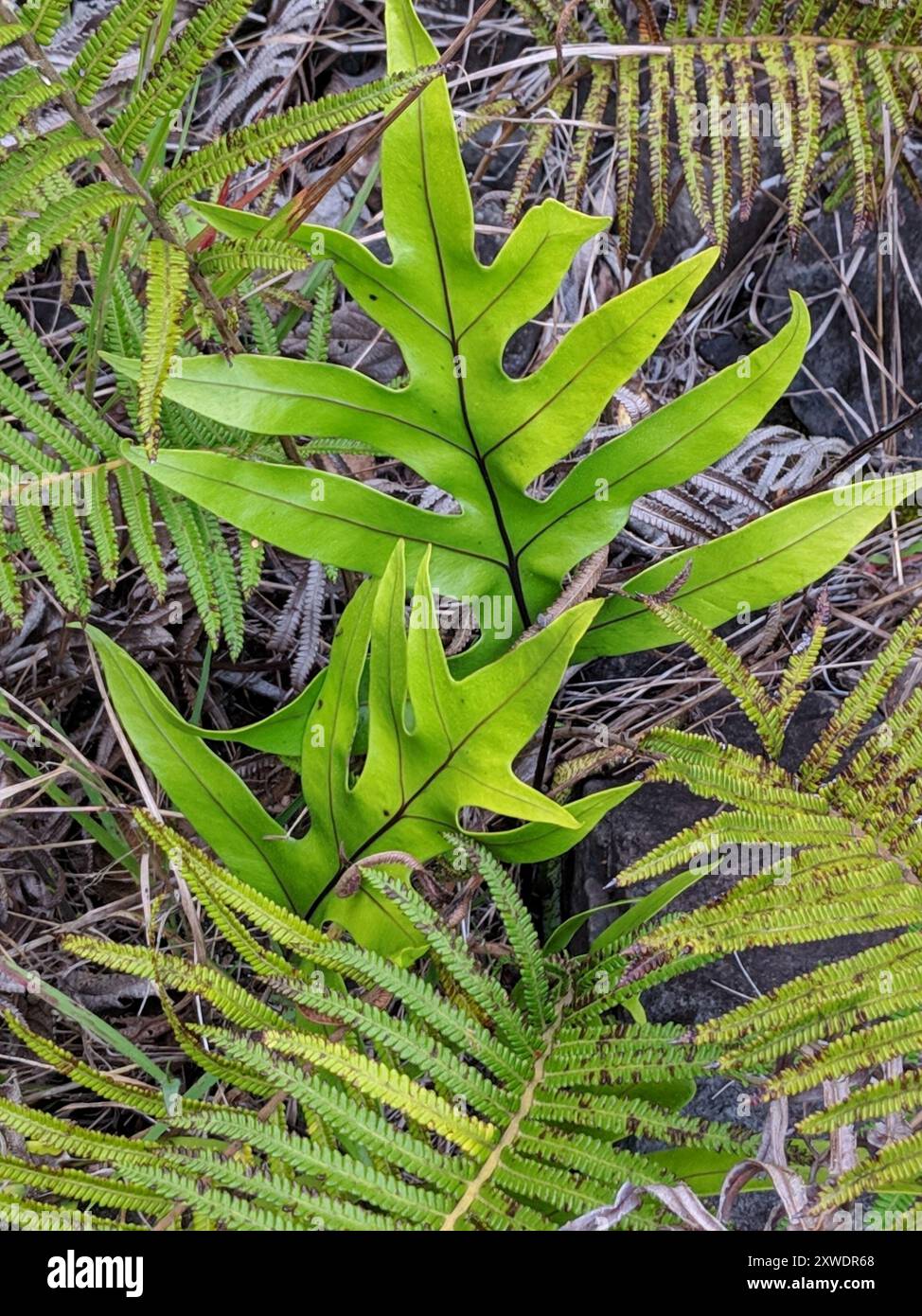 monarch fern (Microsorum scolopendria) Plantae Stock Photo - Alamy