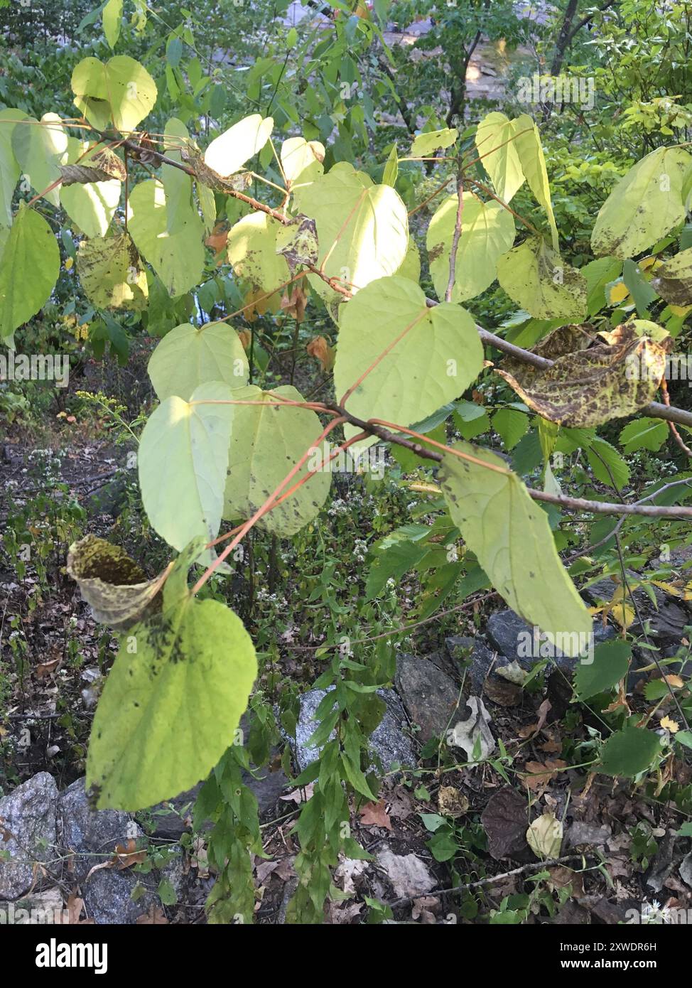 Wonder tree (Idesia polycarpa) Plantae Stock Photo - Alamy