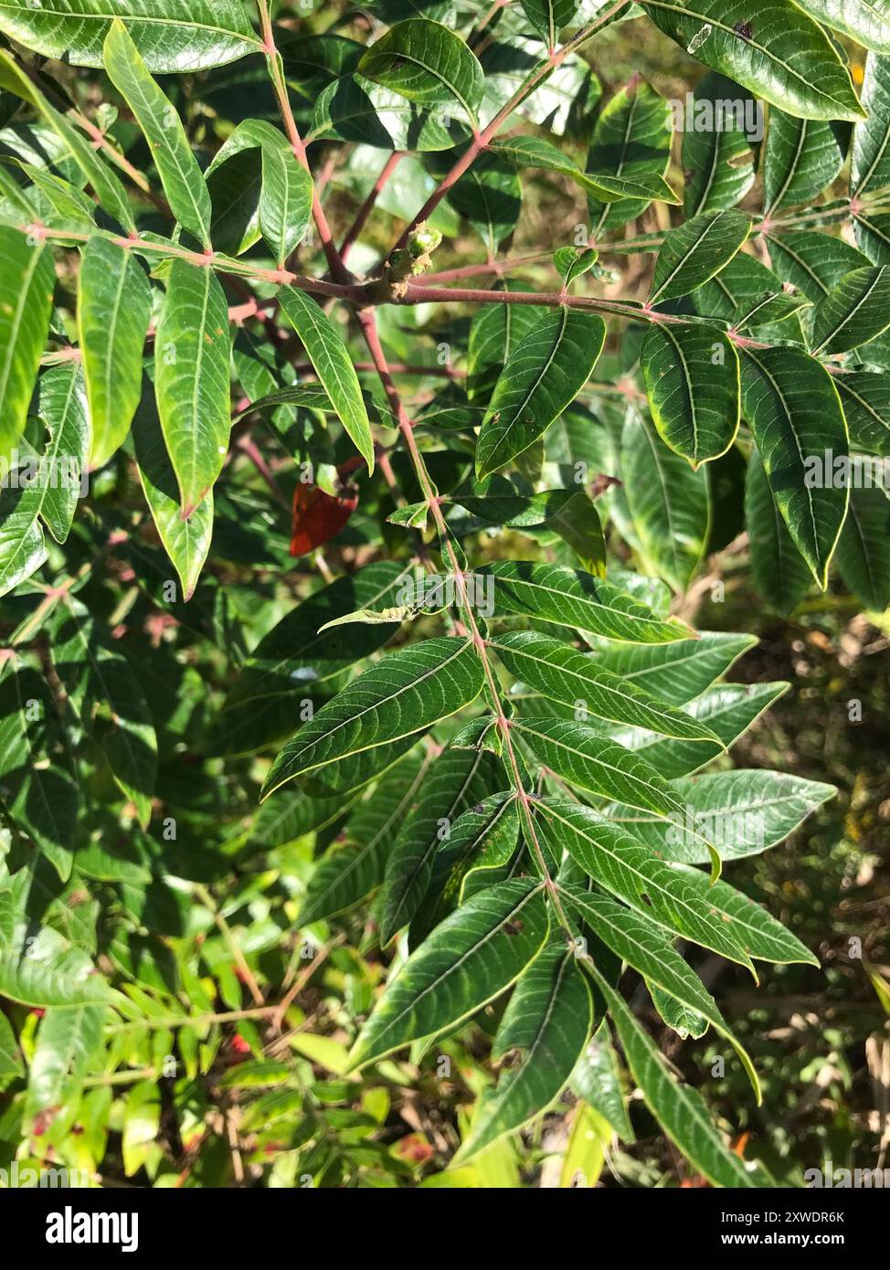 shining sumac (Rhus copallinum) Plantae Stock Photo - Alamy