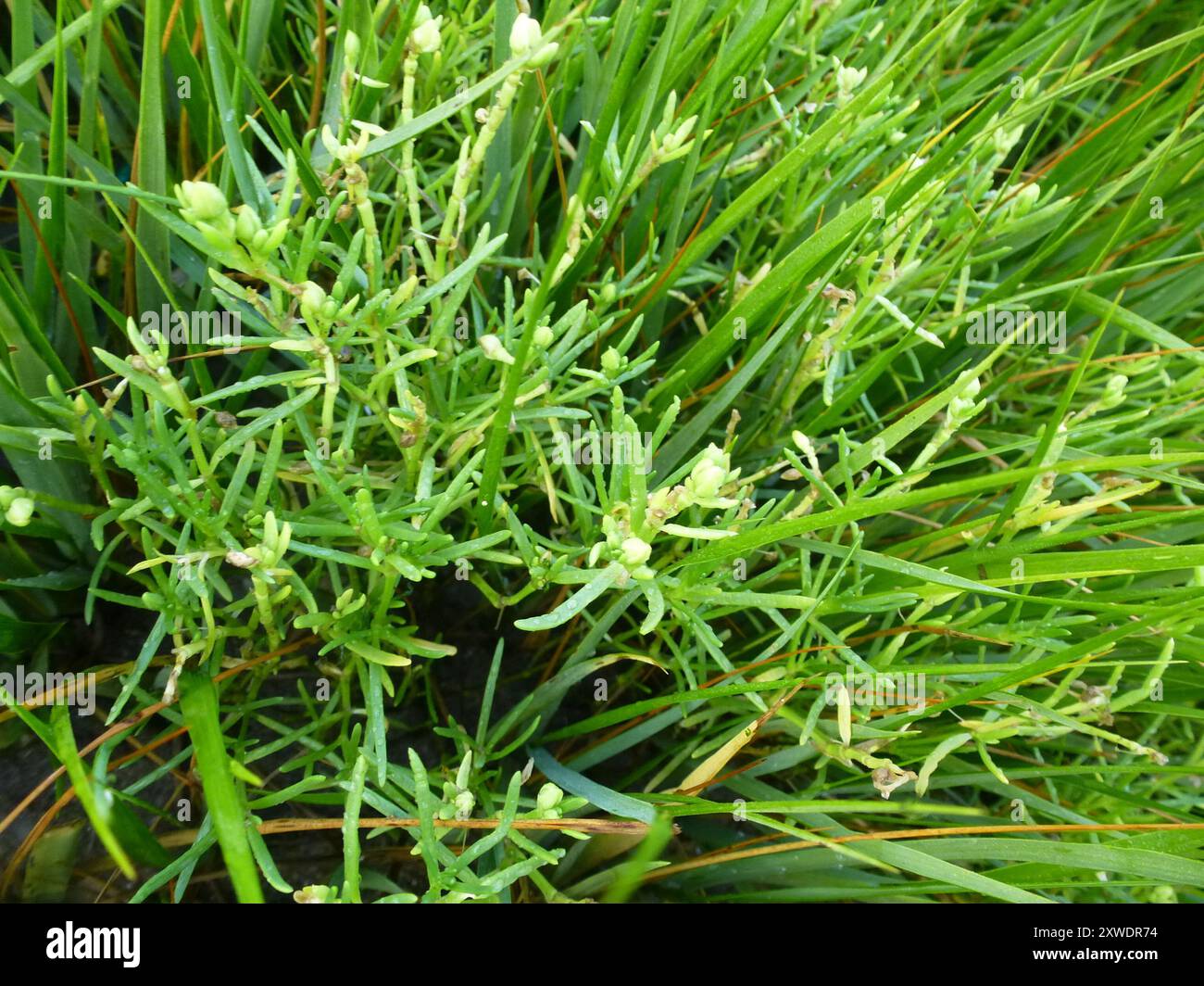Herbaceous Seepweed (Suaeda maritima) Plantae Stock Photo - Alamy