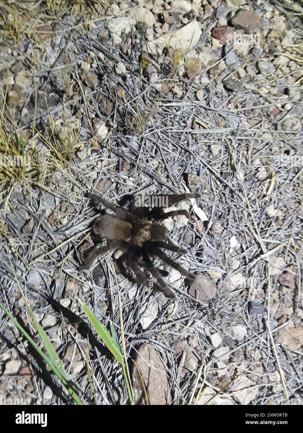 Texas Brown Tarantula (Aphonopelma hentzi) Arachnida Stock Photo - Alamy