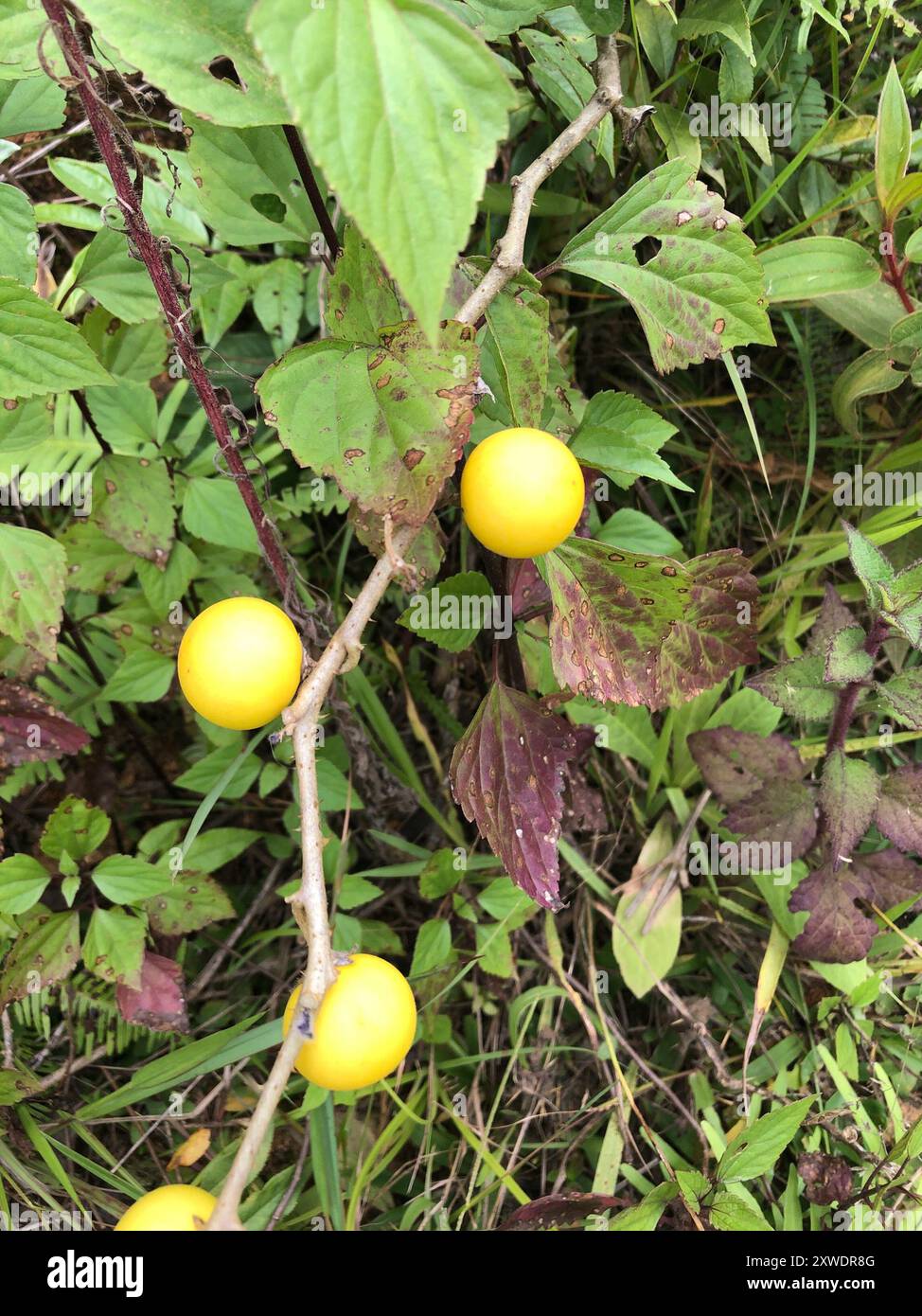 tropical soda-apple (Solanum viarum) Plantae Stock Photo - Alamy