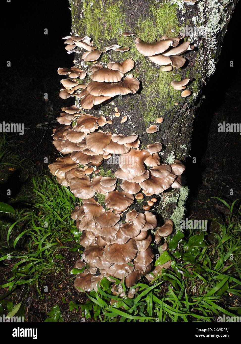 vascular plants (Tracheophyta) Plantae Stock Photo - Alamy