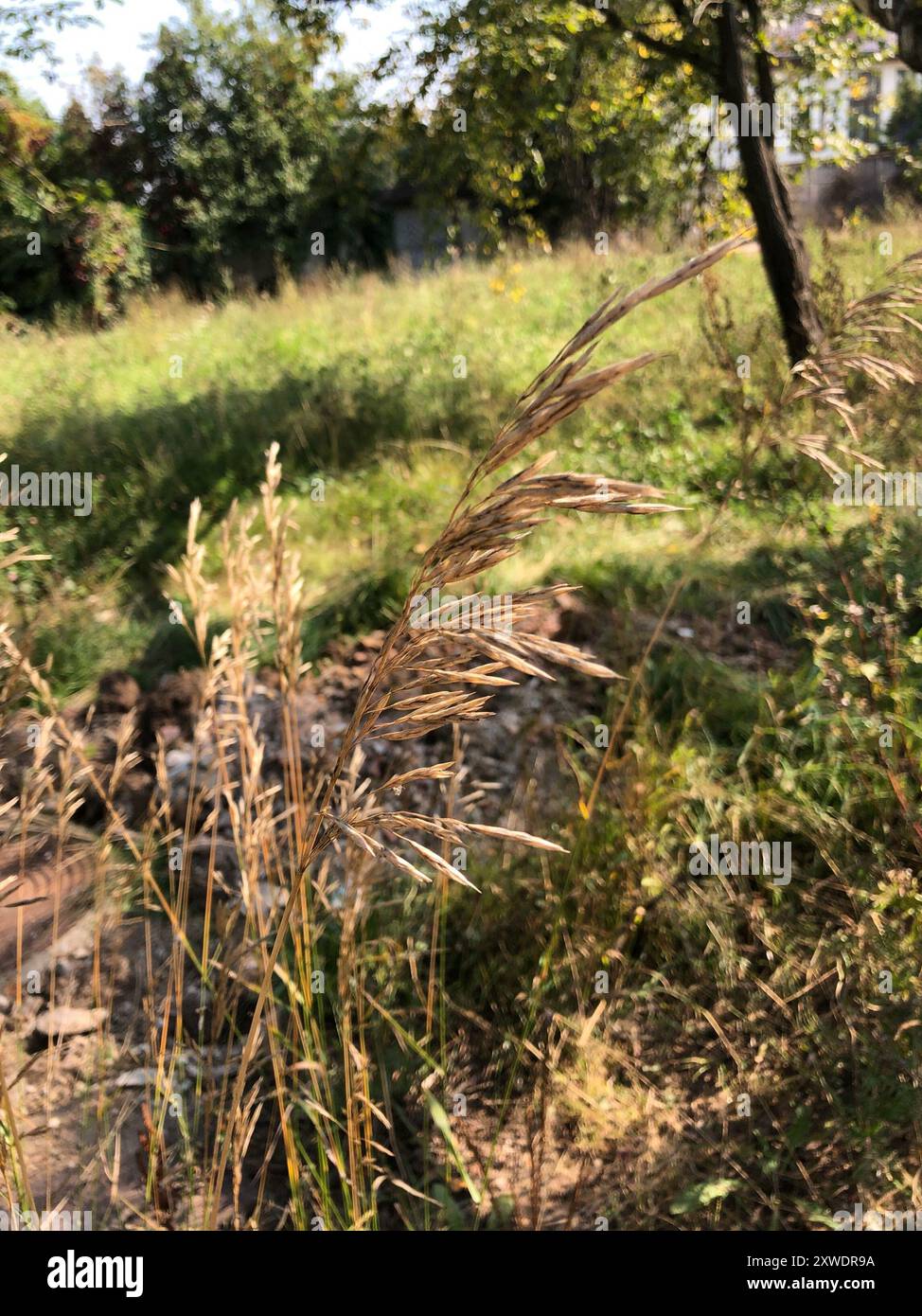 Smooth Brome (Bromus inermis) Plantae Stock Photo - Alamy