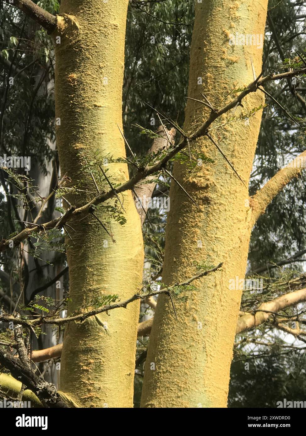 fever tree (Vachellia xanthophloea) Plantae Stock Photo - Alamy