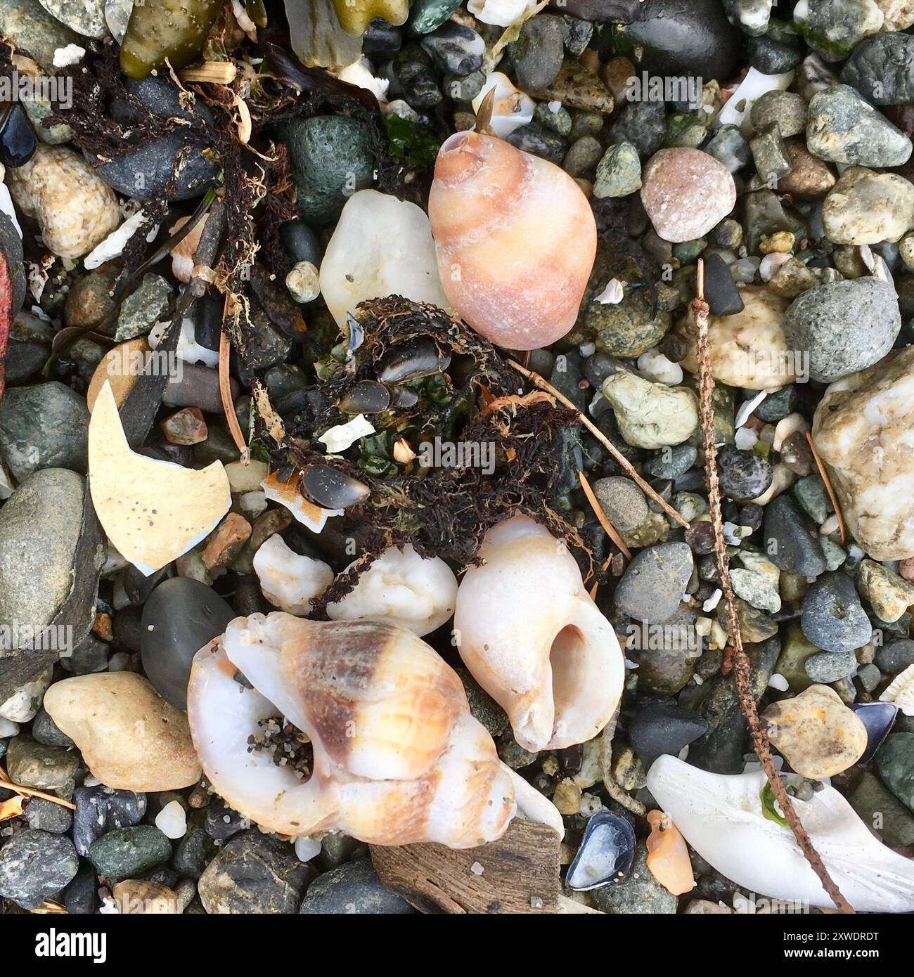 Frilled Dogwinkle (Nucella lamellosa) Mollusca Stock Photo - Alamy